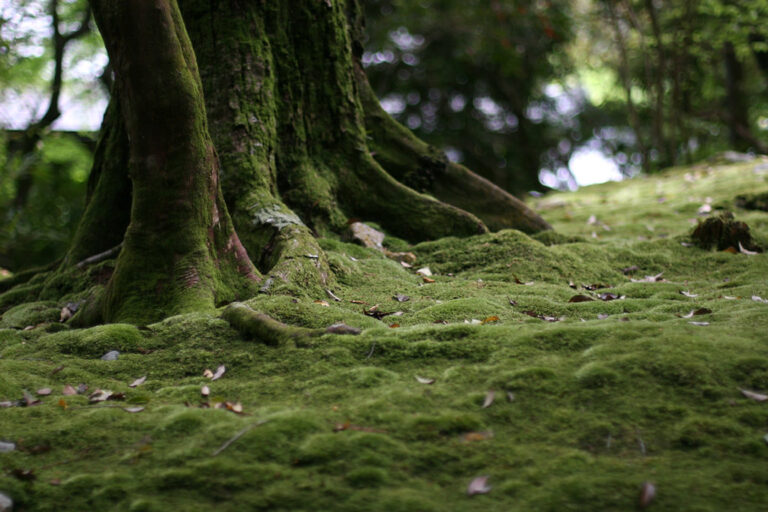 Featured Garden: Saihō-ji’s Moss Temple in Kyoto