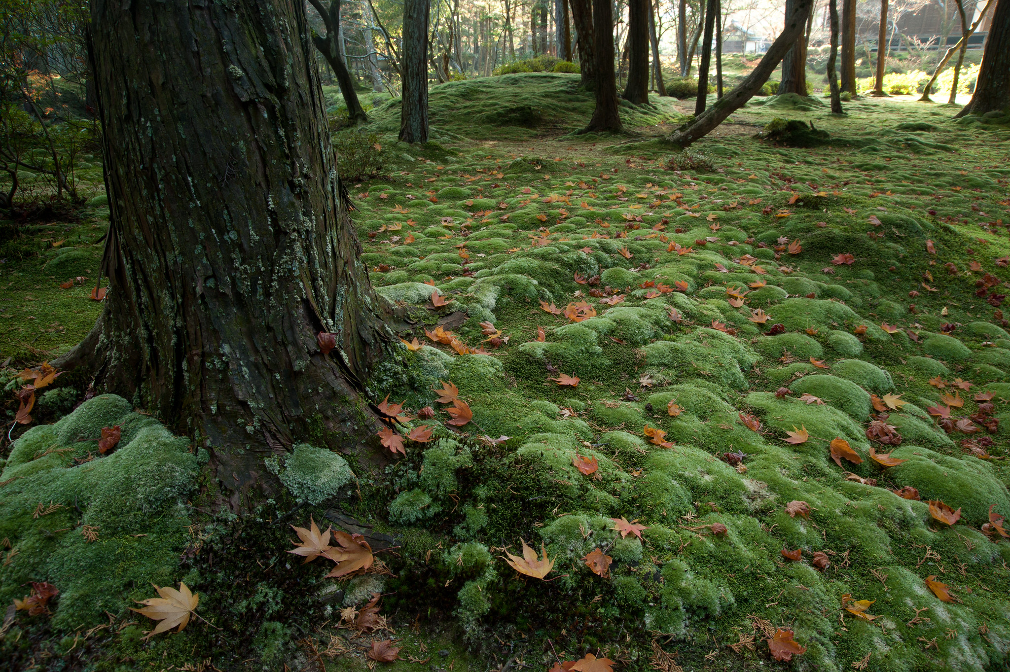 Featured Garden: Saihō-ji’s Moss Temple in Kyoto